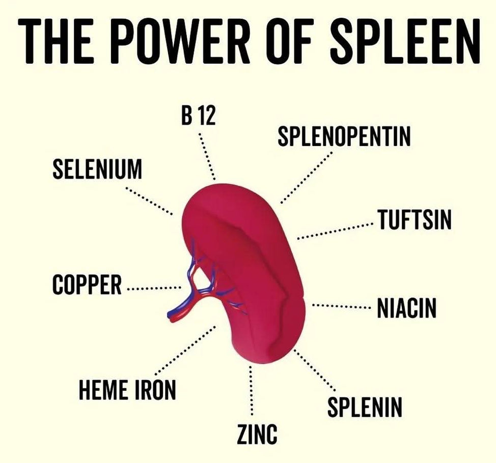 Buy NXGEN Grass Fed Beef Spleen Capsules @ Carnivore Store Australia